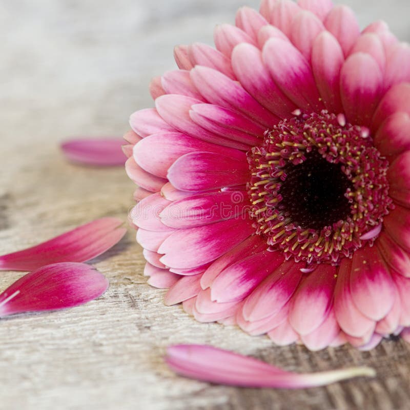 Gerbera flower stock image. Image of plant, gerbera, nature - 11361627