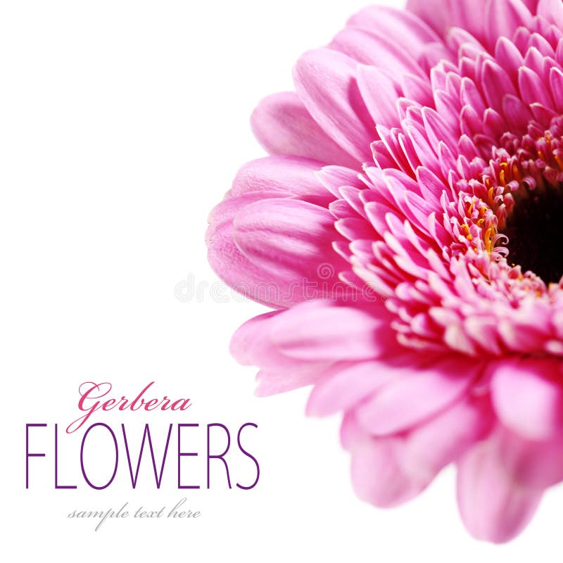 Gerbera flower stock image. Image of daisy, growth, blossom - 22535579