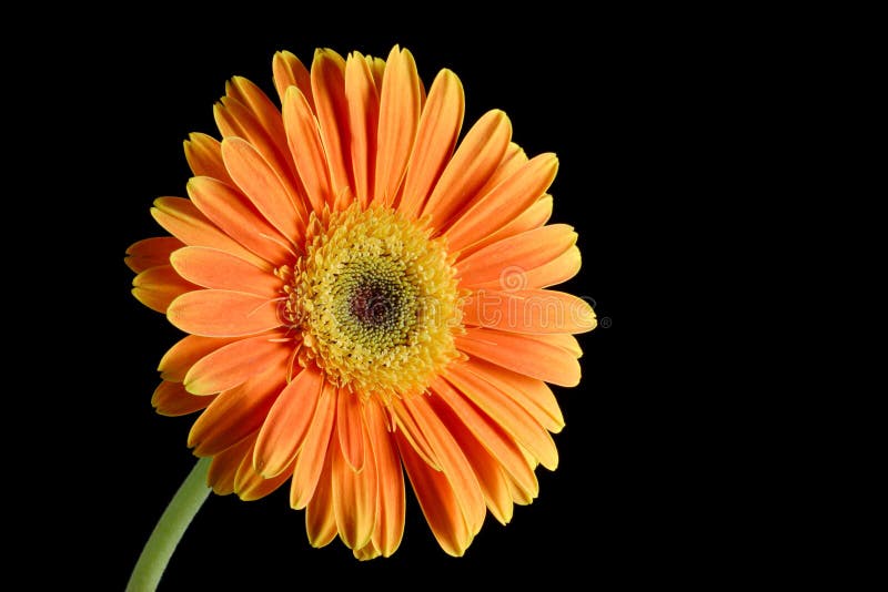 Gerbera flower stock photo. Image of petal, present, flora - 3240146