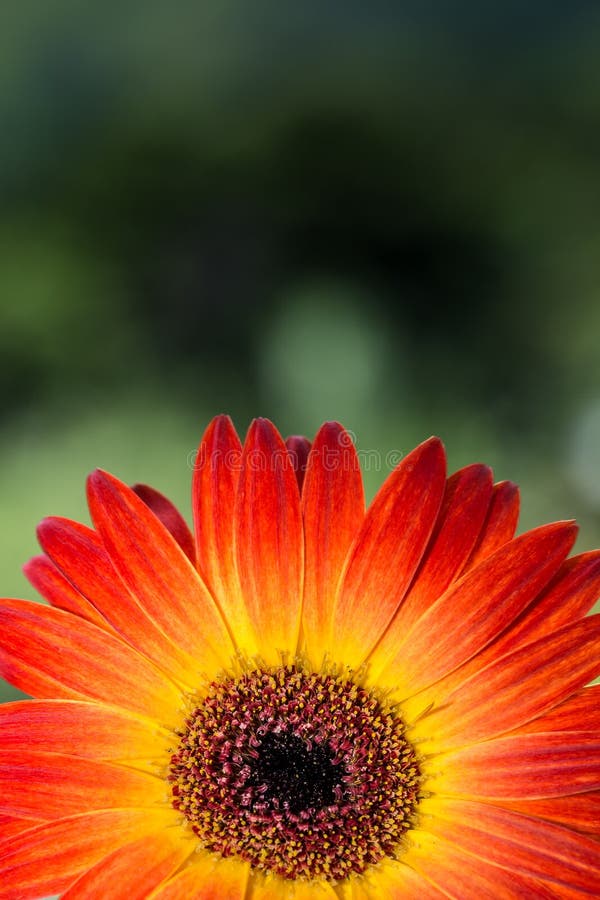Gerbera Flower Background and Spring Stock Photo - Image of flora ...