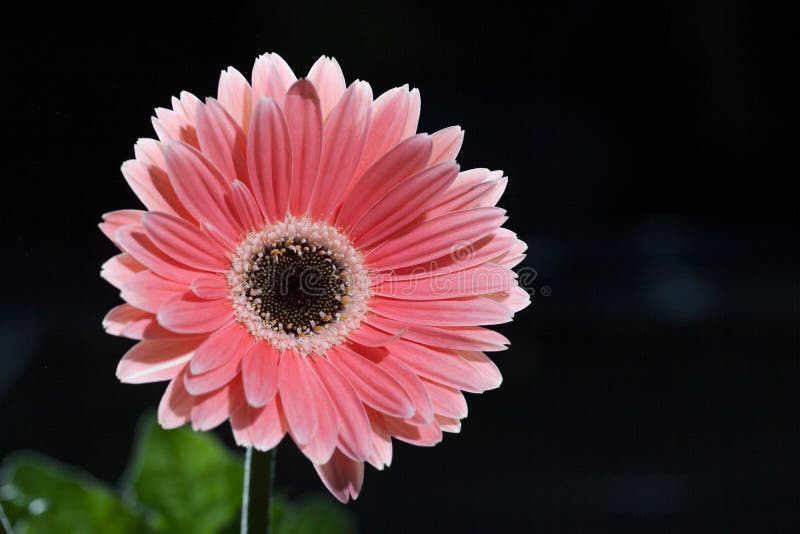 Gerbera Flower Background and Spring Stock Image - Image of colorful ...
