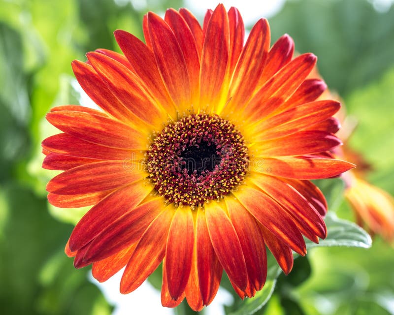 Gerbera Flower Background and Spring Stock Image - Image of gerbera ...