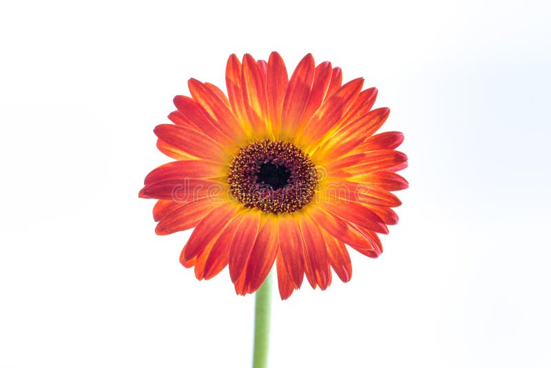 Gerbera Flower Background and Spring Stock Photo - Image of petal ...