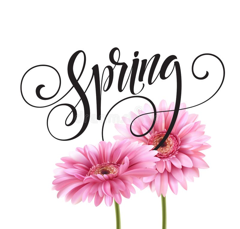 Gerbera Flower Background and Spring Lettering. Vector Illustration ...