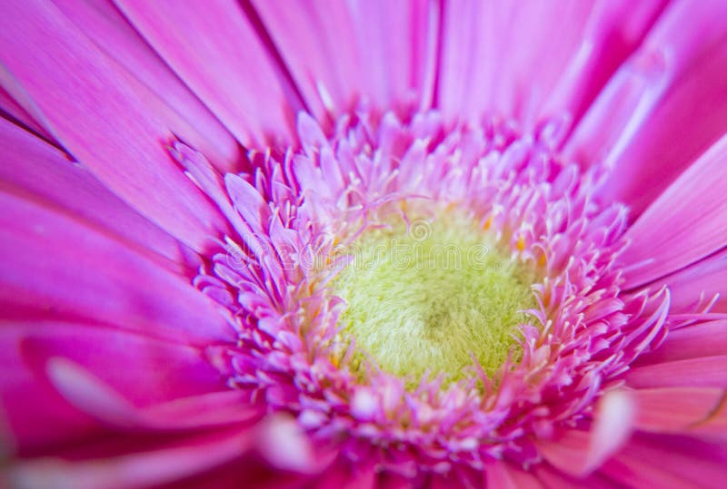 Gerbera Flower stock photo. Image of plant, fresh, color - 89401530