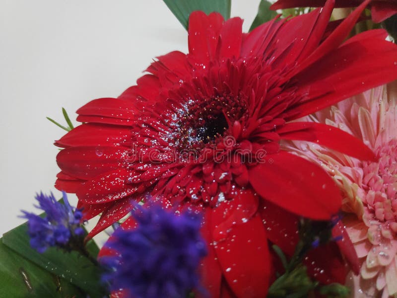 Gerbera flower bookey stock image. Image of glitter - 167345137