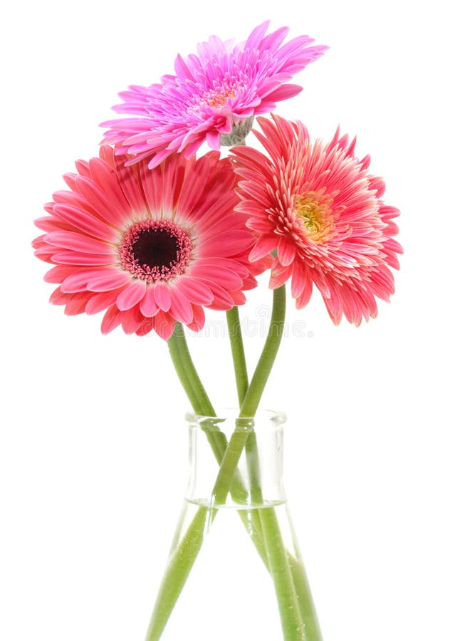 Gerbera Flower Bouquet Isolated Stock Photo - Image of bouquet, macro ...