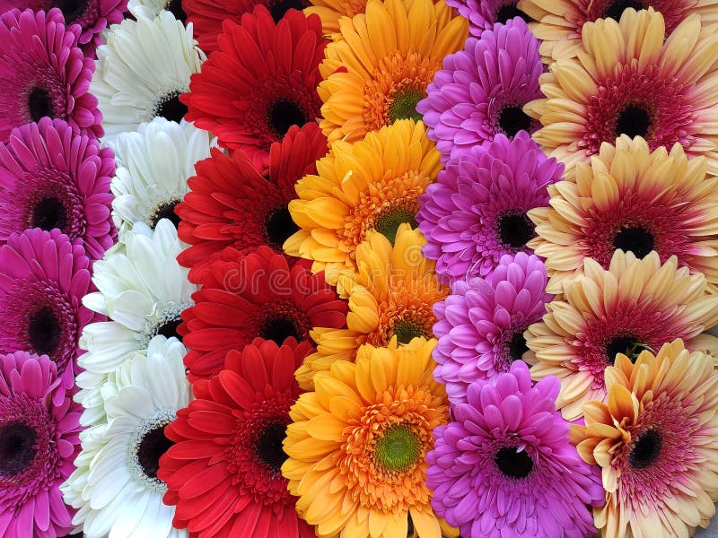 Gerbera Flower Buds of Different Colors Close Up in Rows Stock Image ...