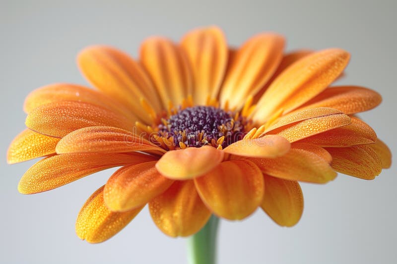 Gerbera flower close up stock illustration. Illustration of texture ...