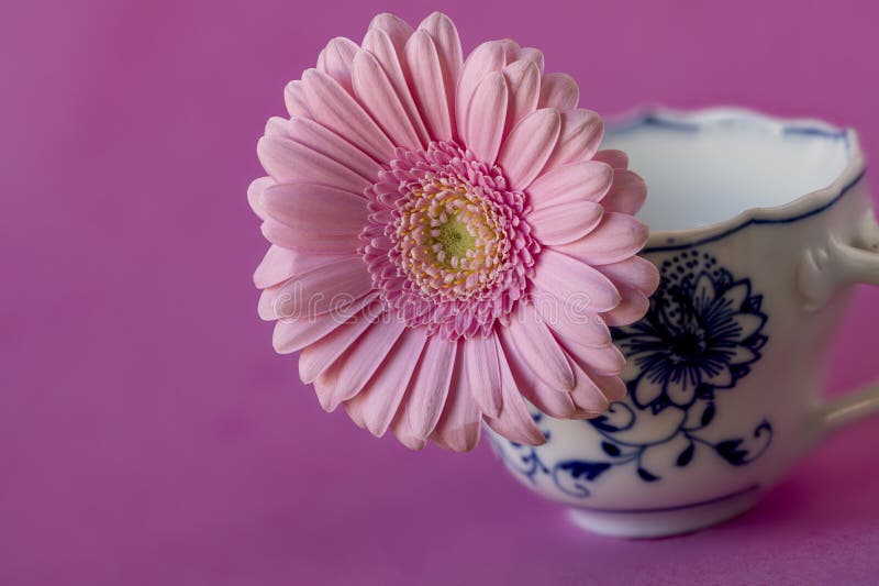 A Gerbera Flower in a Coffee Cup Stock Photo - Image of magenta ...