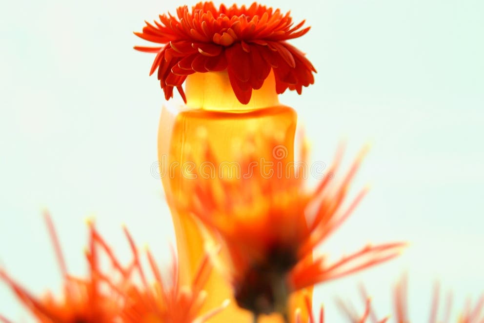 Gerbera flower crown stock image. Image of flowers, blurs - 205453