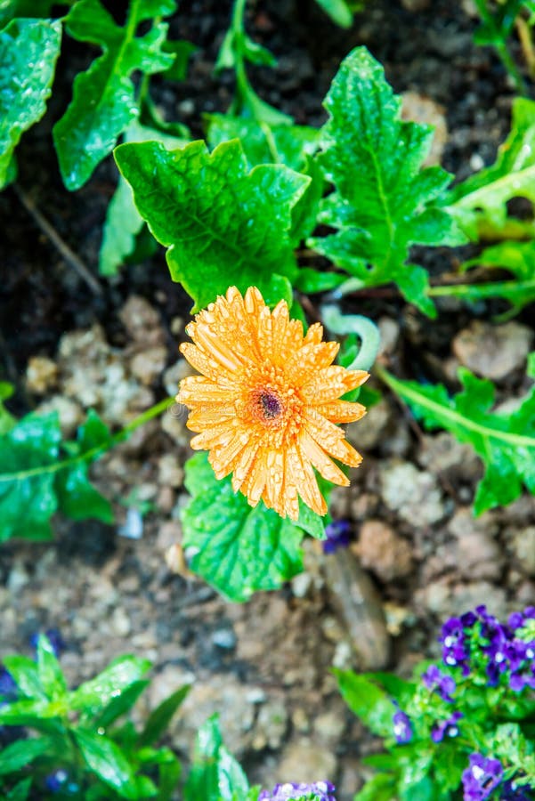Gerbera Flower with Drop in Garden Stock Photo - Image of blossom ...
