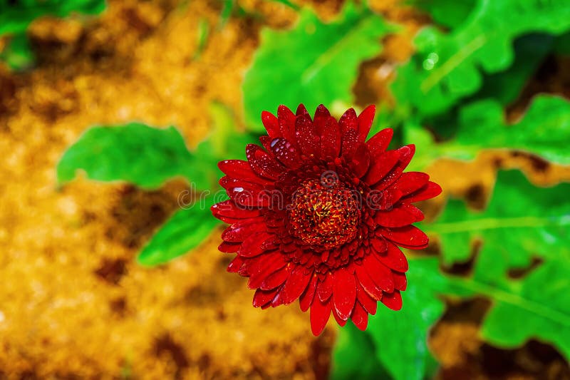Gerbera flower stock photo. Image of macro, outdoor - 322448722