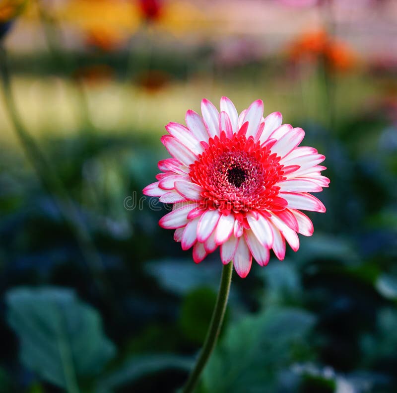 Gerbera Flower at Garden in Spring Time Stock Image - Image of color ...