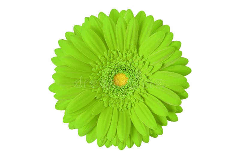 Gerbera flower stock photo. Image of botany, flower - 149077874