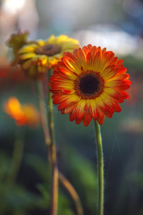 Gerbera Flower on Green Nature Stock Photo - Image of season, vibrant ...