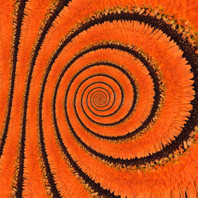 Gerbera Flower Infinity Spiral Abstract Background Stock Photo - Image ...