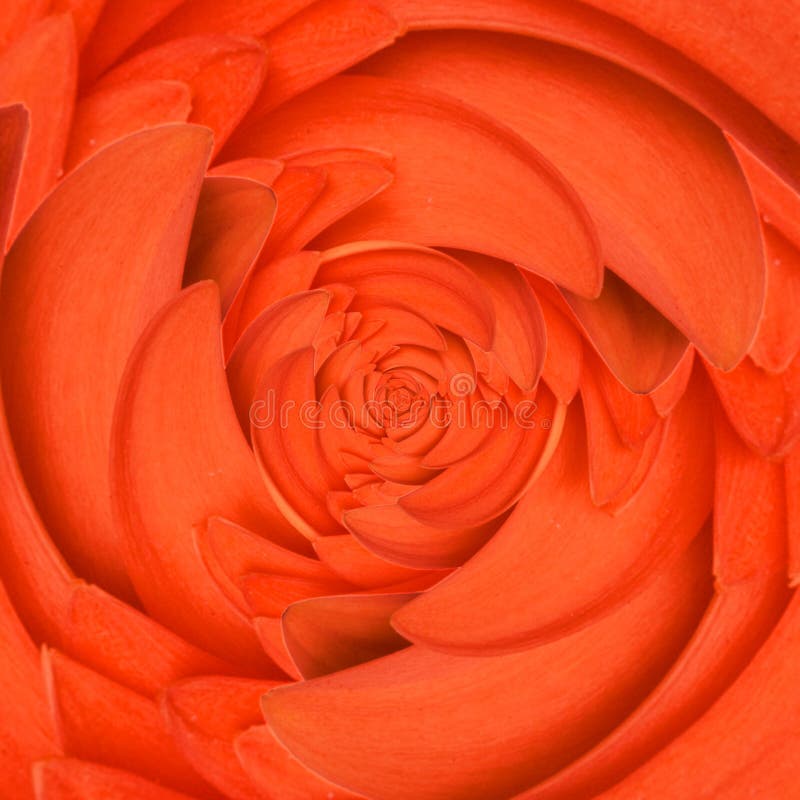 Gerbera Flower Infinity Spiral Abstract Background Stock Image - Image ...