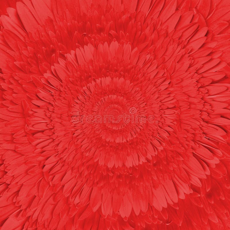 Gerbera Flower Infinity Spiral Abstract Background Stock Photo - Image ...