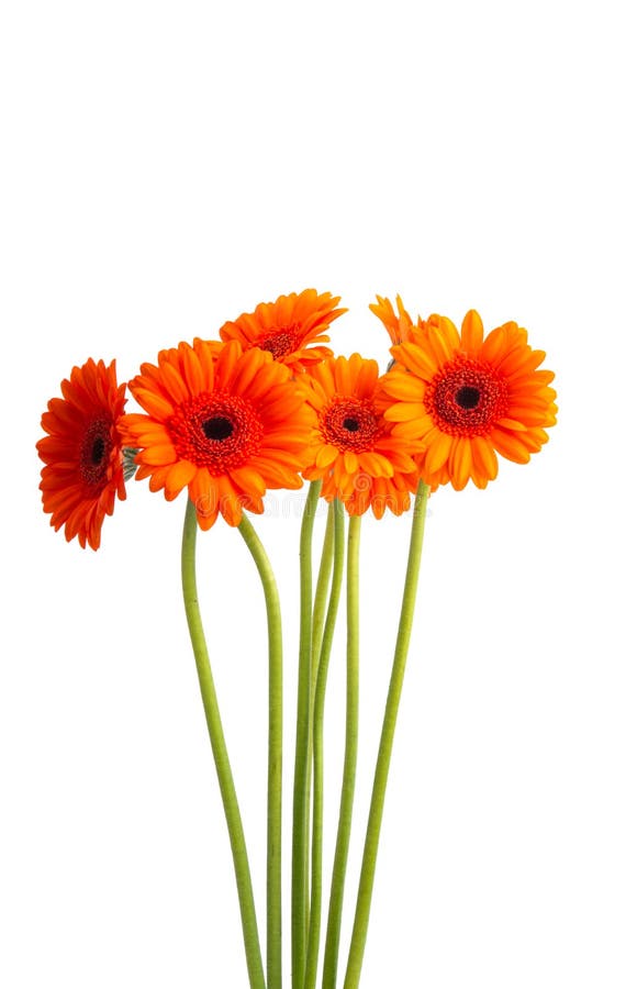 Gerbera flower isolated stock image. Image of beautiful - 210790583