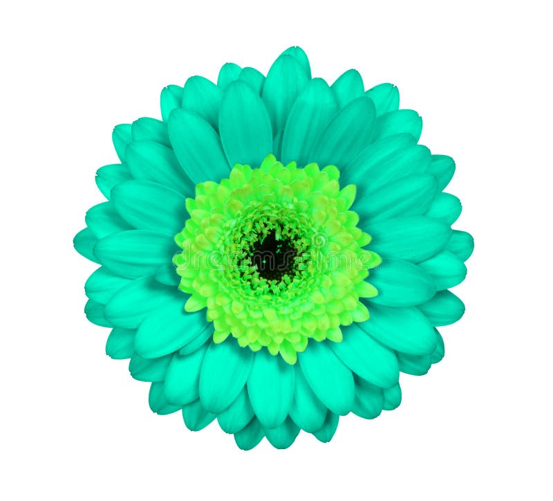 Gerbera Flower Isolated on White, Green Stock Image - Image of isolated ...