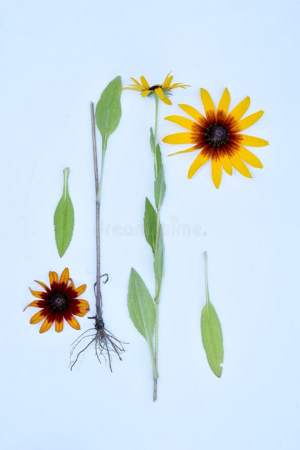Gerbera Flower, Its Inflorescence, Stem and Root System Stock Image ...