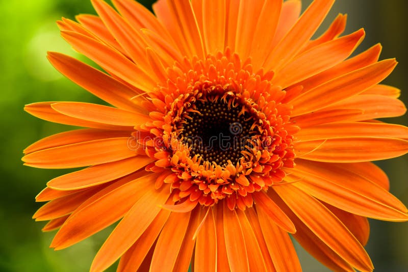 Gerbera flower stock photo. Image of daisy, african, flowers - 68575470