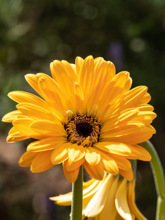 Gerbera Flower Petals in Bright Yellow Stock Image - Image of daisy ...