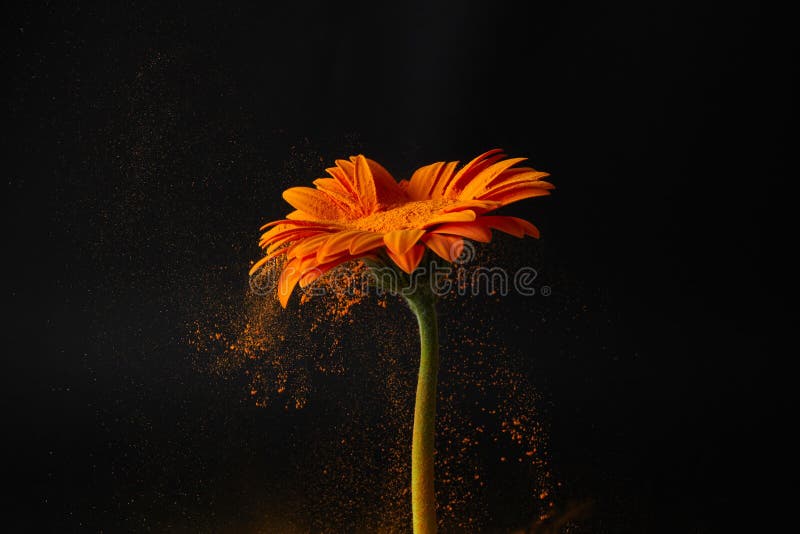Gerbera Flower with Powder Splash. Power Energy. Colorful Dust Explode ...