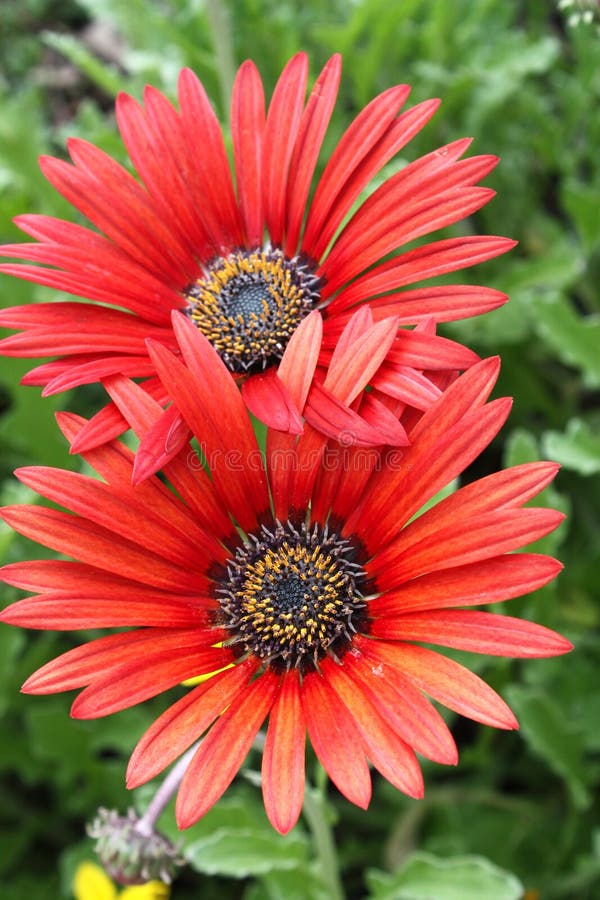 Gerbera flowers stock photo. Image of bloom, grow, gardening - 16287178