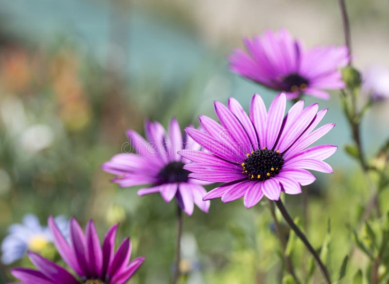 Gerbera flowers stock image. Image of bloom, blooming - 34991113