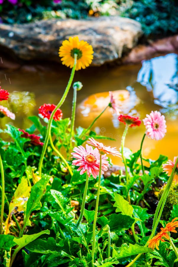 Gerbera Flowers with Drop in Garden Stock Image - Image of closeup ...