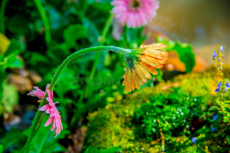 Gerbera Flowers with Drop in Garden Stock Photo - Image of flower ...