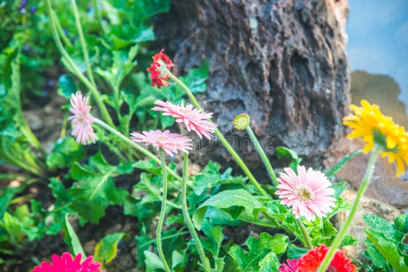 Gerbera Flowers with Drop in Garden Stock Image - Image of flower ...