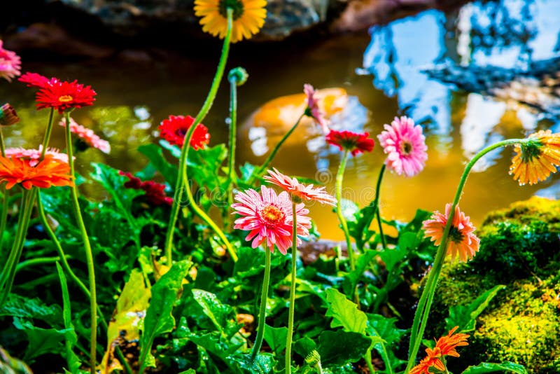 Drop in garden stock image. Image of plant, leaves, drop - 44833631