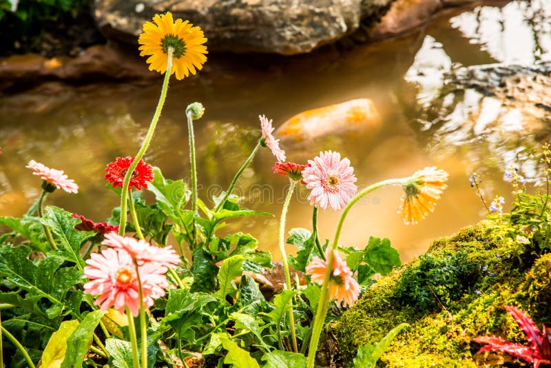 Gerbera Flowers with Drop in Garden Stock Image - Image of background ...