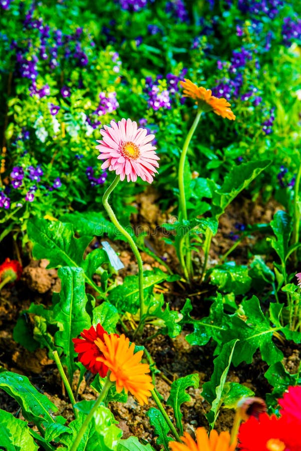 Gerbera Flowers with Drop in Garden Stock Photo - Image of fresh ...