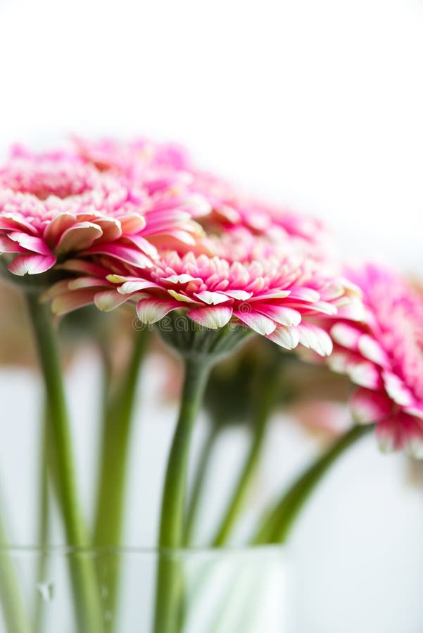 Gerbera Flowers in a Glass Vase Stock Image - Image of gerbera, pink ...