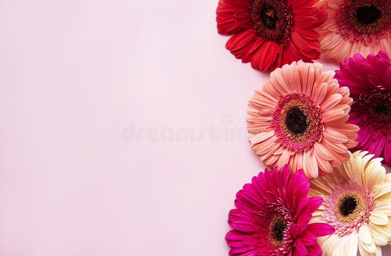 Gerbera Flowers on a Pink Pastel Background Stock Image - Image of ...