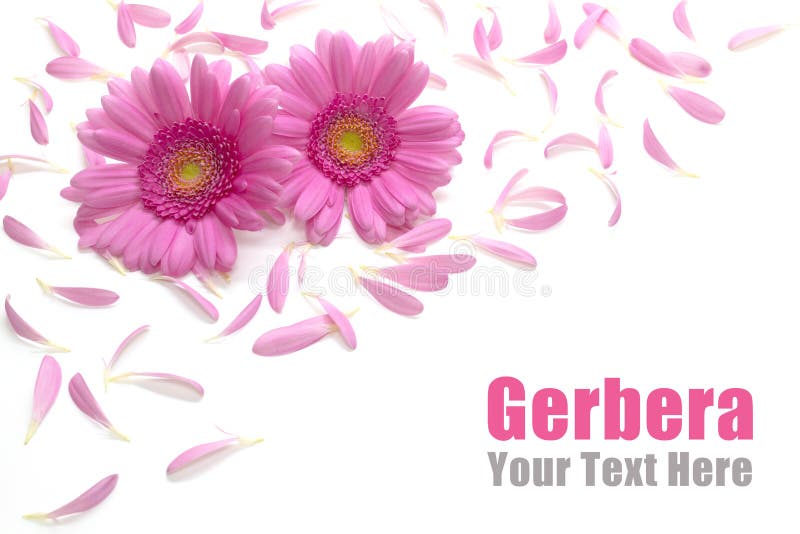 Gerbera frame stock photo. Image of flora, arrangement - 20734184