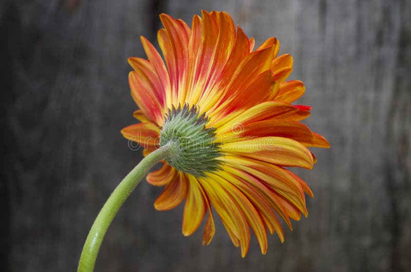 Gerbera stock image. Image of gerber, plant, petal, spring - 30706969