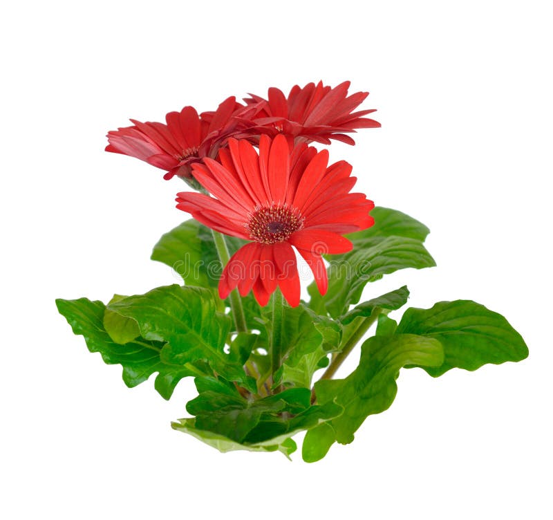 Gerbera Isolado No Fundo Branco Imagem de Stock - Imagem de ...