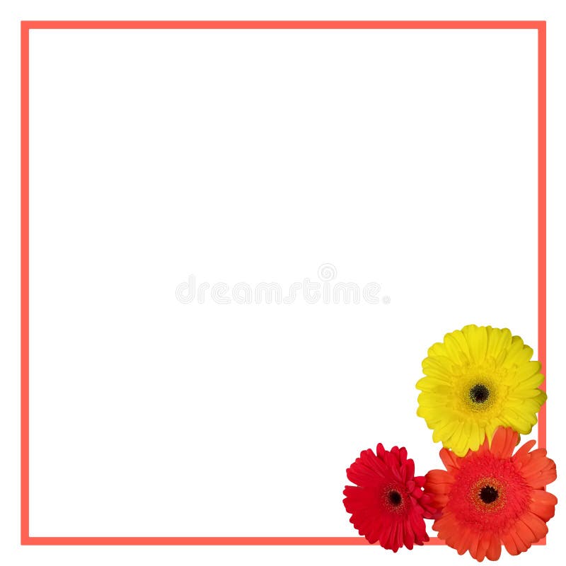 Gerbera Isolated on a White Background Border. Frame with Flowers in ...