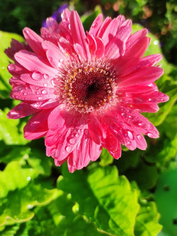 Gerbera Jamesonii, Barberton Daisy, Transvaal Daisy, after Rain Stock ...