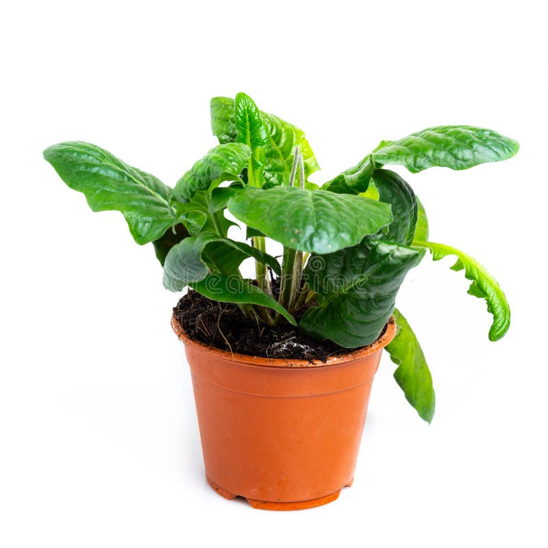 Gerbera Leaves in a Pot on a White Background Stock Photo - Image of ...