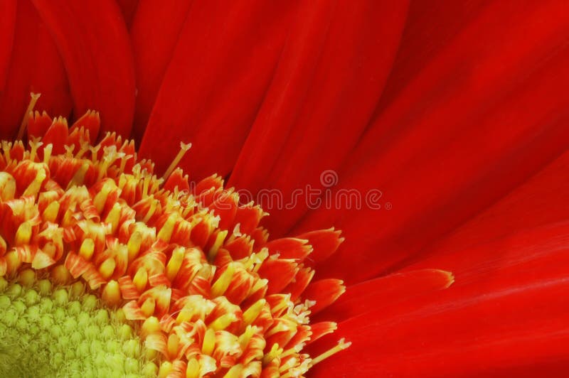 Gerbera Macro stock photo. Image of blossom, soft, flowers - 6270182