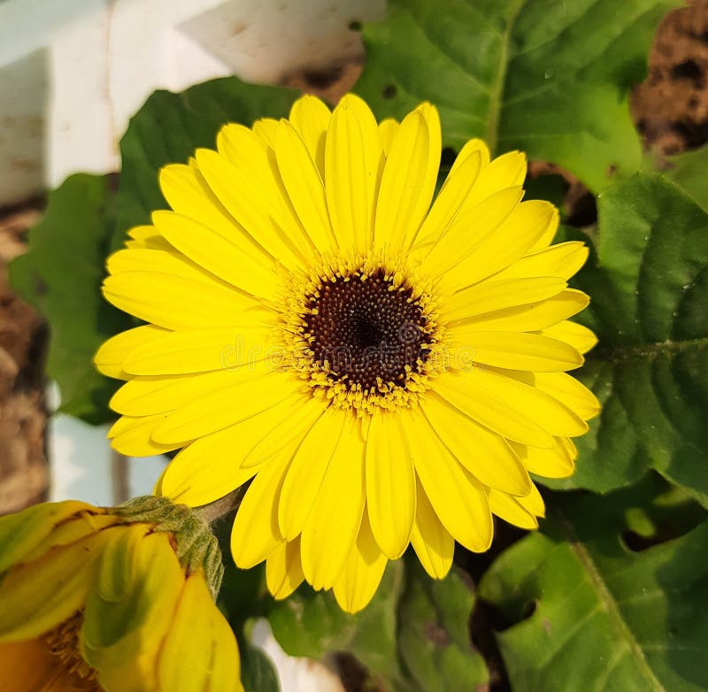 Gerbera Mega Daisey Yellow Flower Stock Photo - Image of mega, flower ...