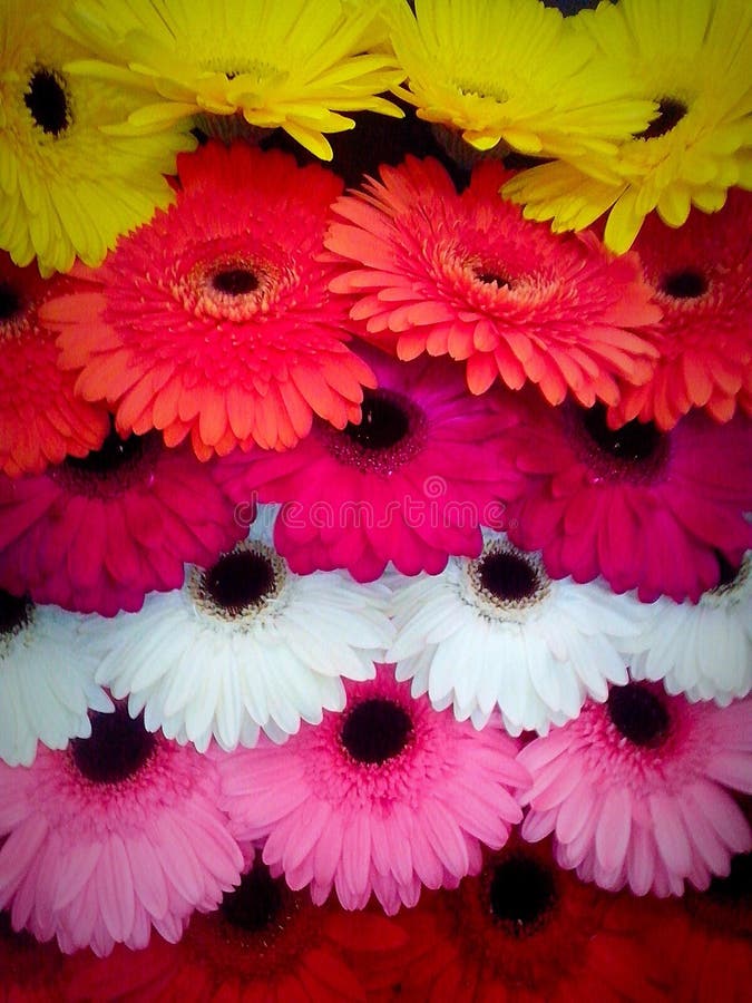 Gerbera stock photo. Image of gerbera, bright, beautiful - 48307028