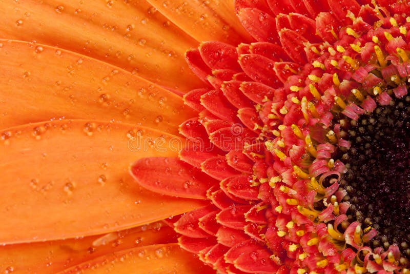 Fleur rouge de gerbera image stock. Image du tête, ressort - 22829531