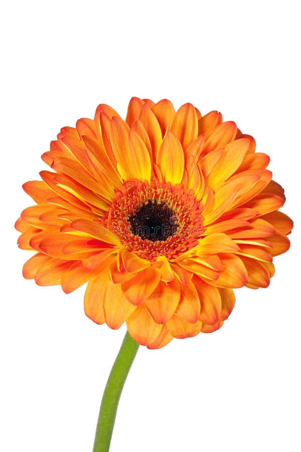Gerbera stock image. Image of plants, botanical, blooming - 263336115